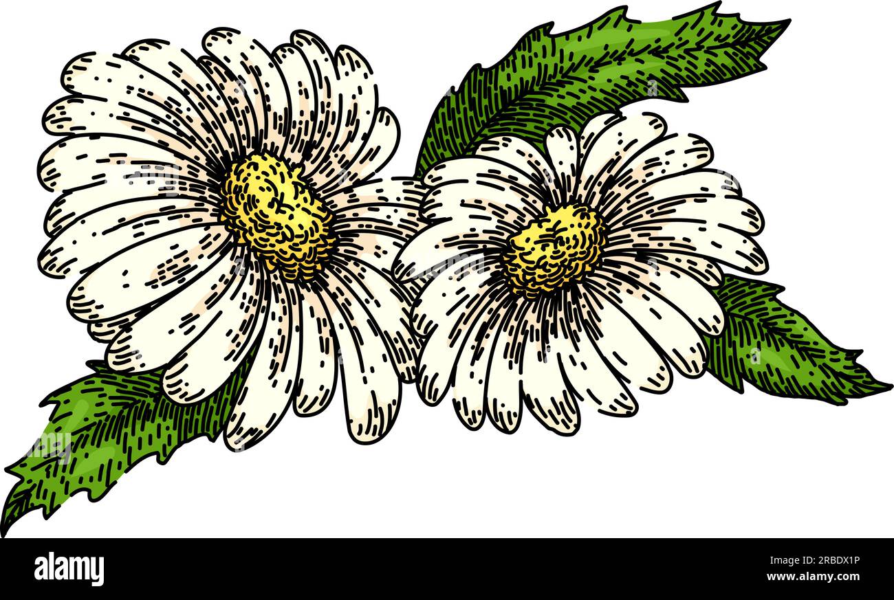 spring daisy flower sketch hand drawn vector Stock Vector Image & Art ...