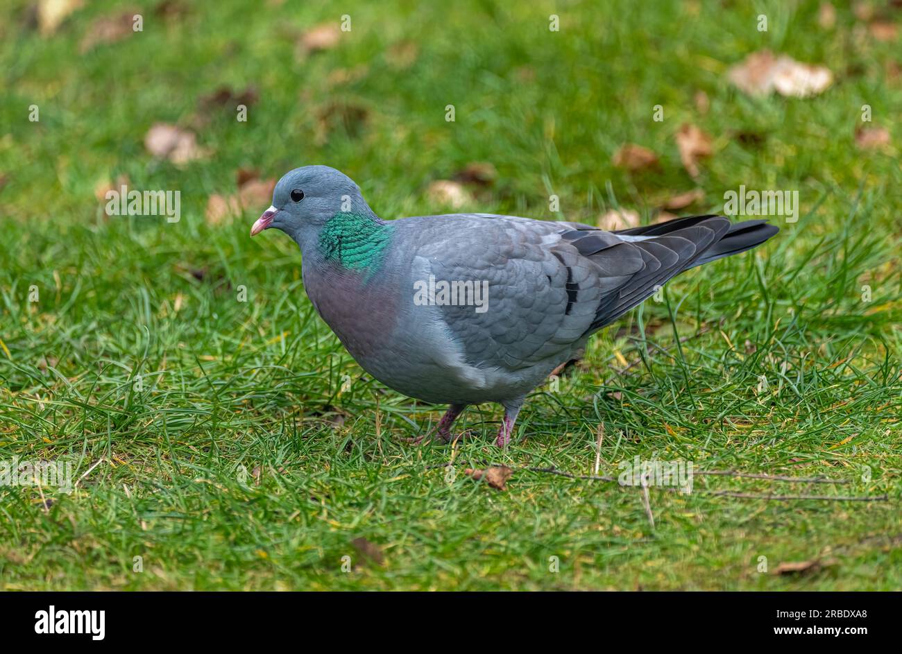 Stock Dove, UK Stock Photo - Alamy