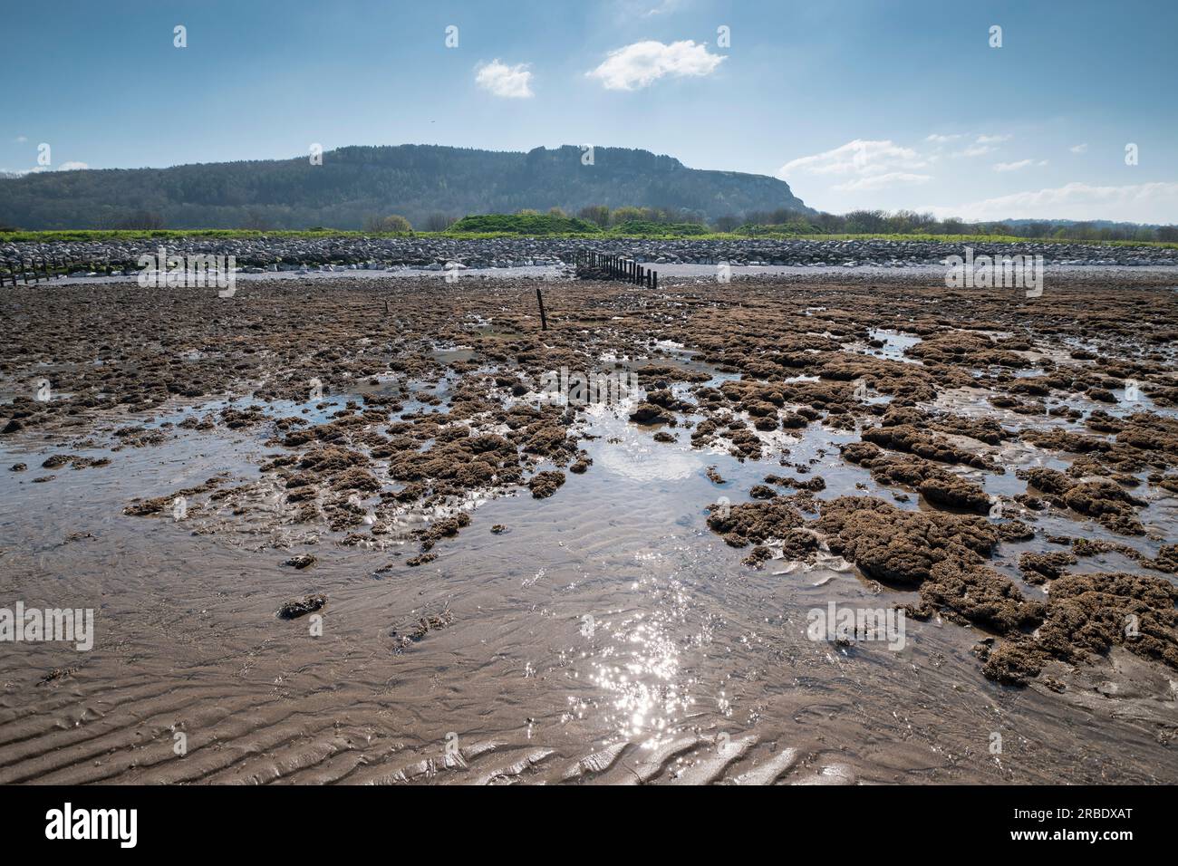 Honeycomb worm reef Sabellaria alveolata on the North Wales coast ...