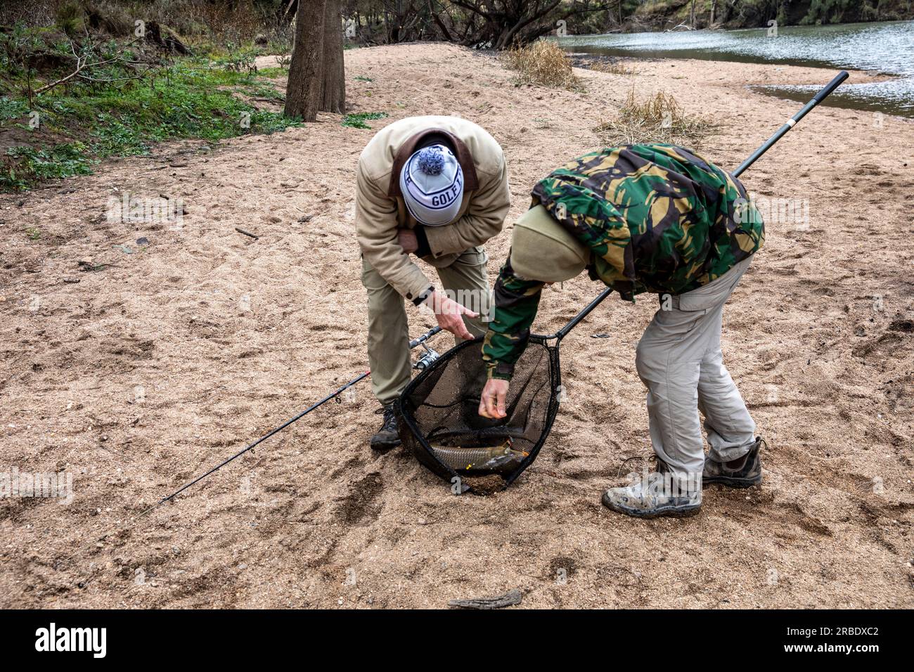 Freshwater fish of australia hi-res stock photography and images - Alamy