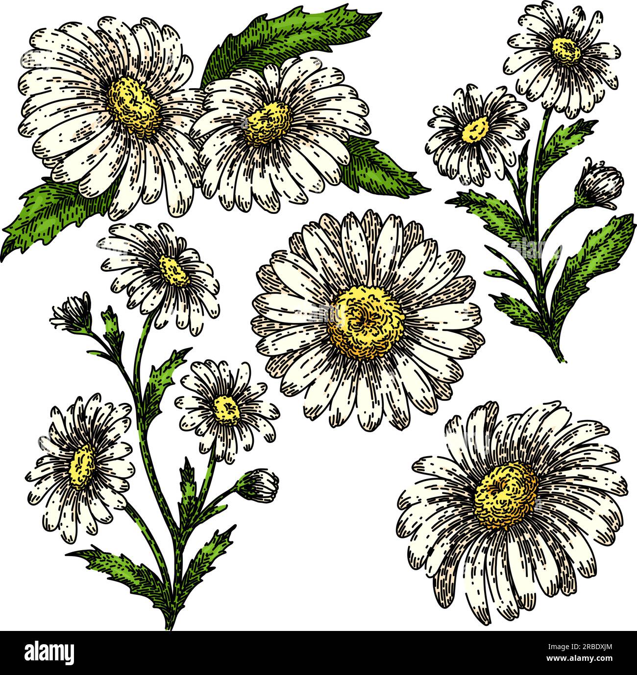 daisy flower set sketch hand drawn vector Stock Vector Image & Art - Alamy