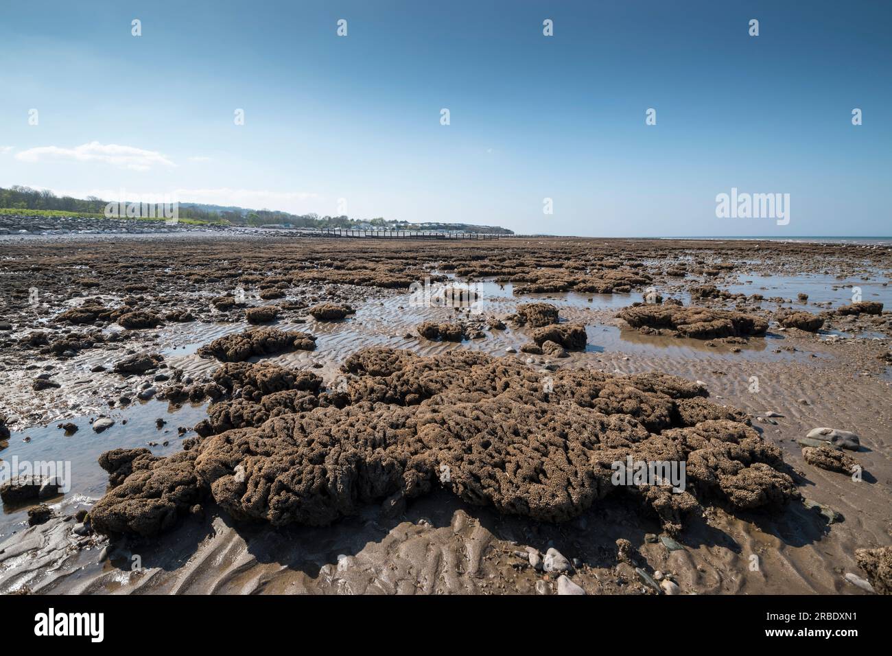 Honeycomb worm reef Sabellaria alveolata on the North Wales coast ...