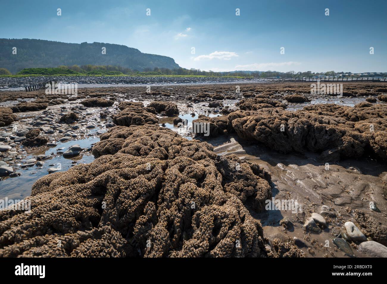 Honeycomb worm reef Sabellaria alveolata on the North Wales coast ...