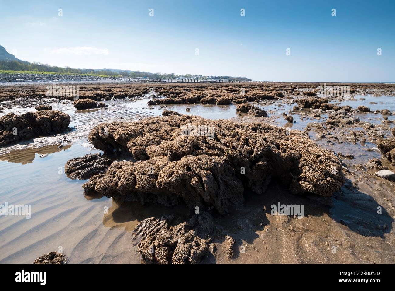 Honeycomb worm reef Sabellaria alveolata on the North Wales coast ...