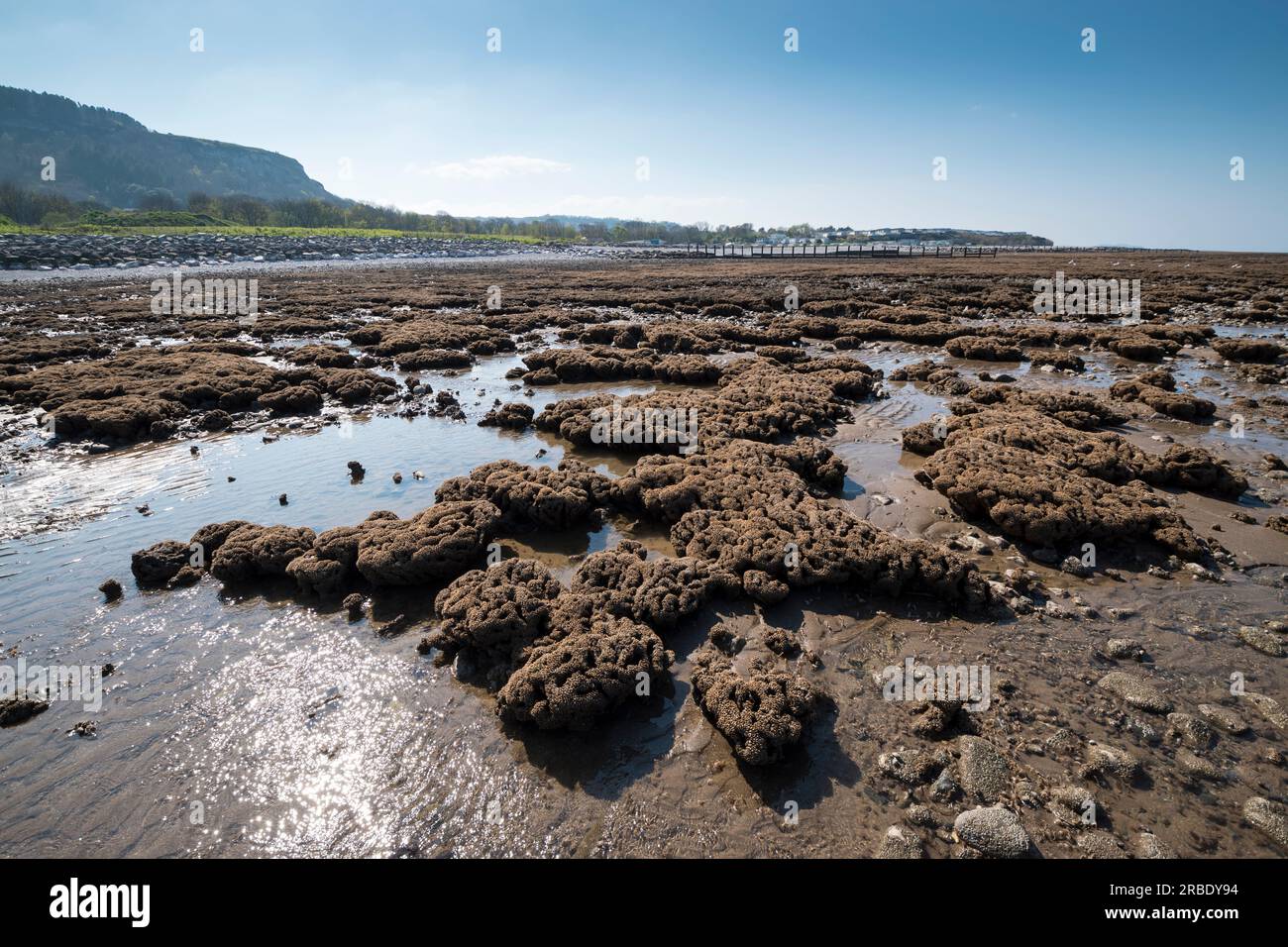 Honeycomb worm reef Sabellaria alveolata on the North Wales coast ...