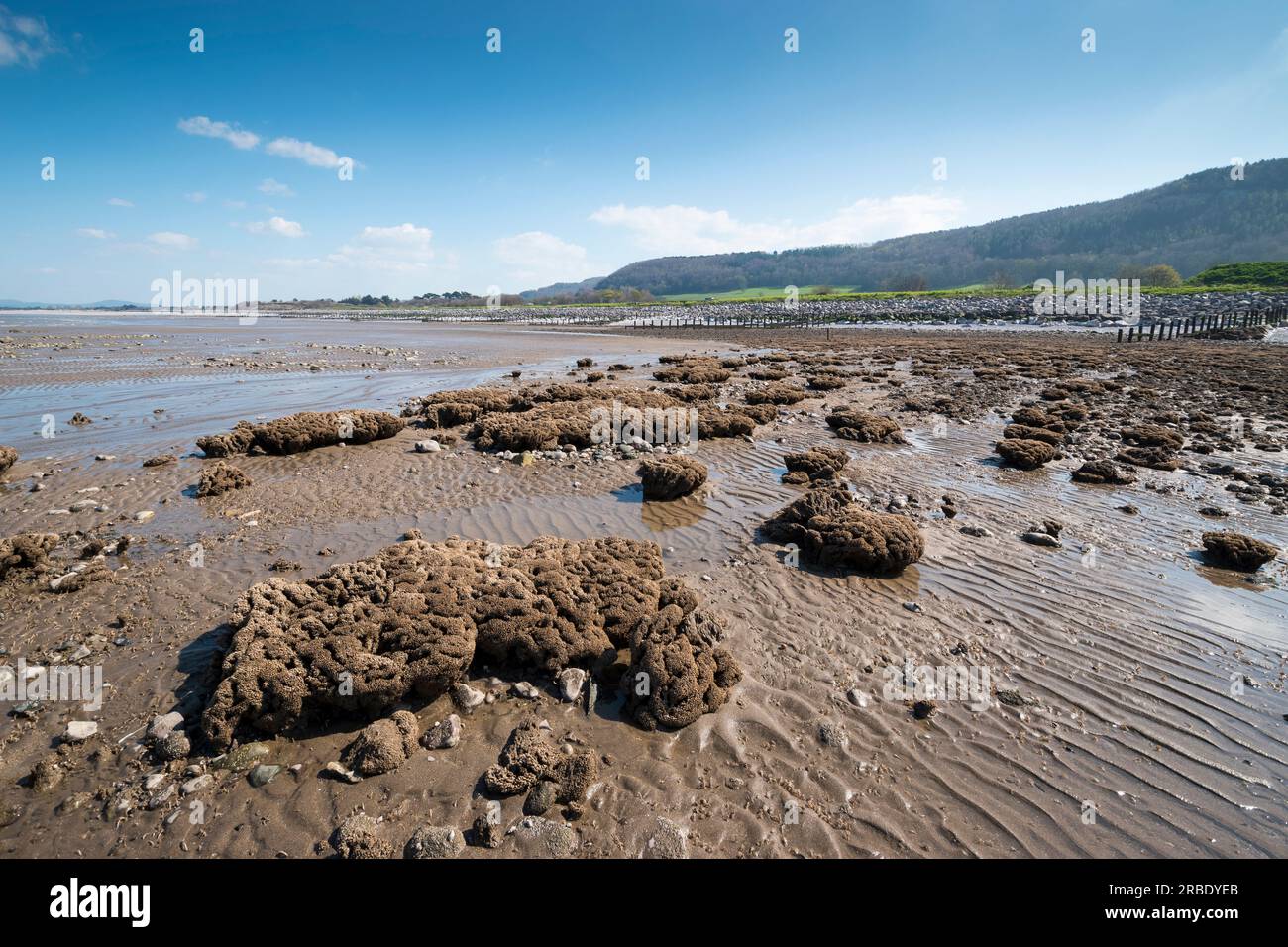 Honeycomb worm reef Sabellaria alveolata on the North Wales coast ...