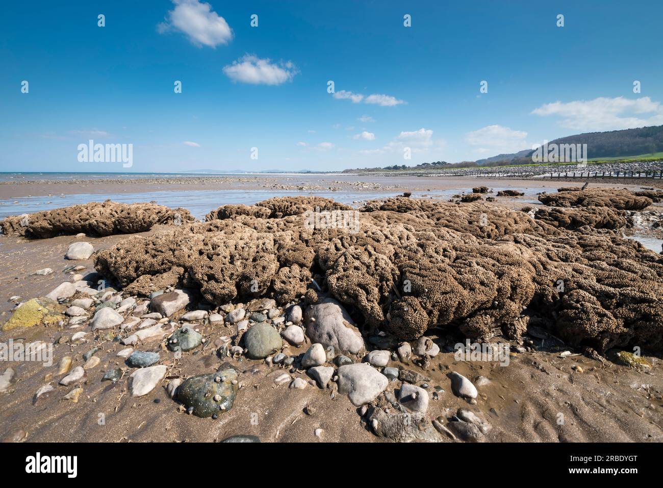 Honeycomb worm reef Sabellaria alveolata on the North Wales coast ...