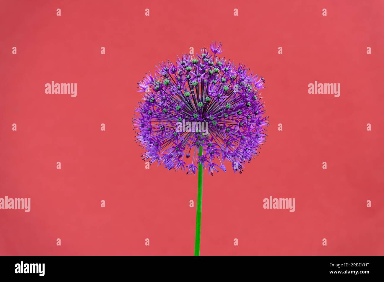 Large rounded flowerheads hi-res stock photography and images - Alamy