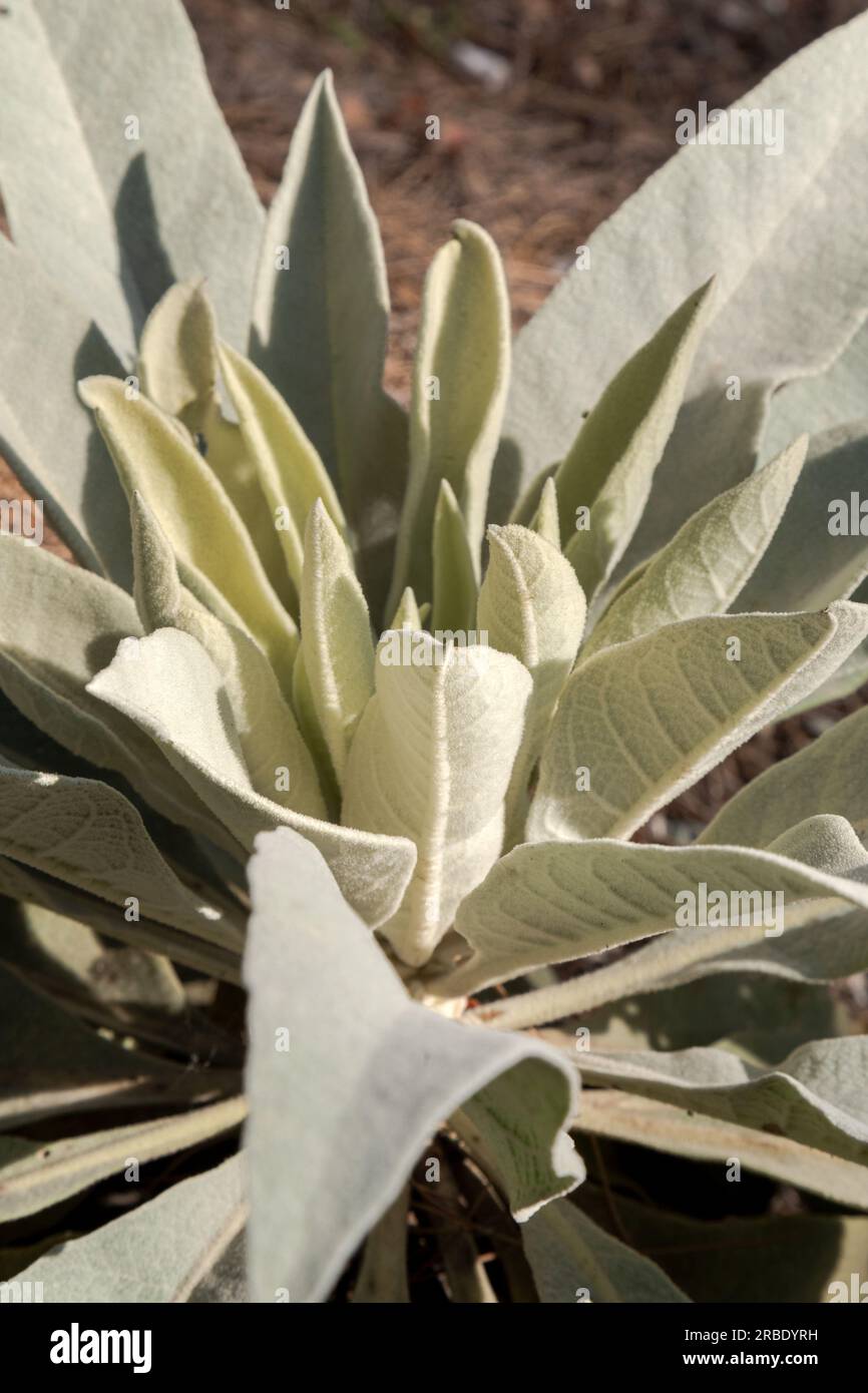 Turkey mullein (Verbascum thapsus) is a tall, leafy plant that is ...