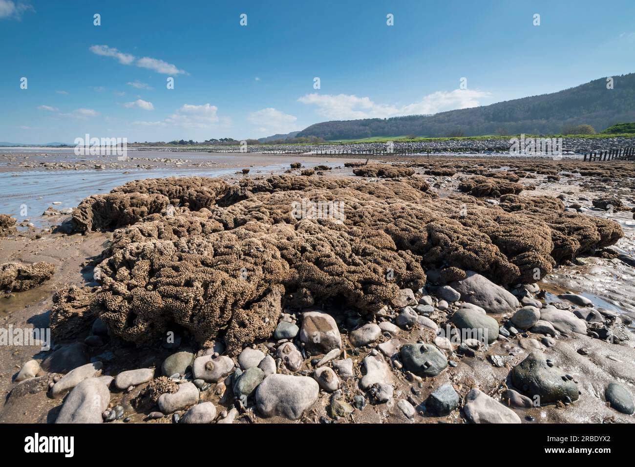 Honeycomb worm reef Sabellaria alveolata on the North Wales coast ...