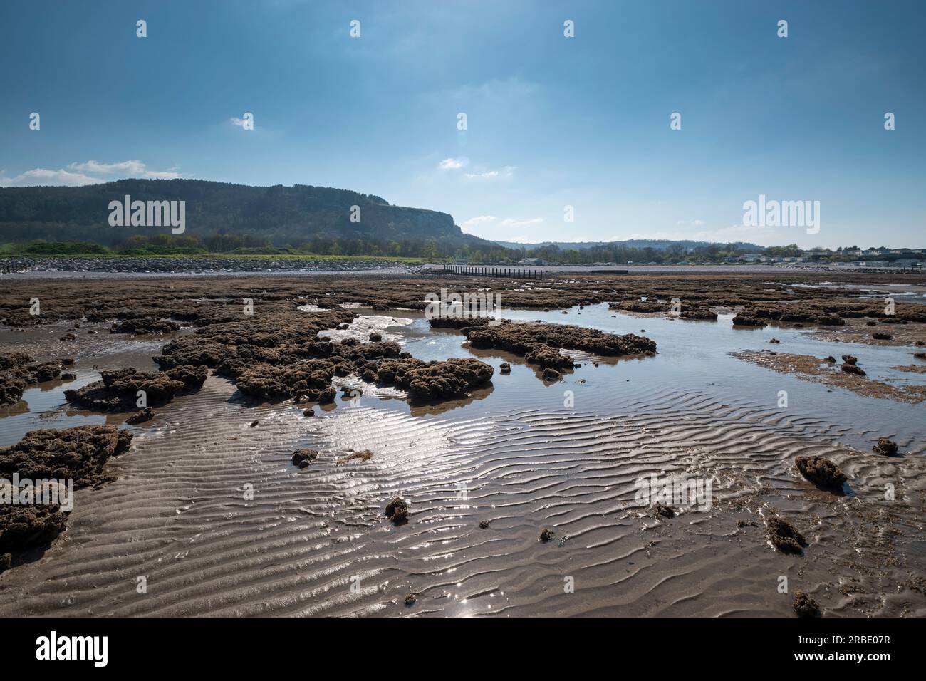 Honeycomb worm reef Sabellaria alveolata on the North Wales coast ...