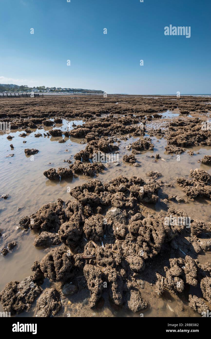 Honeycomb worm reef Sabellaria alveolata on the North Wales coast ...
