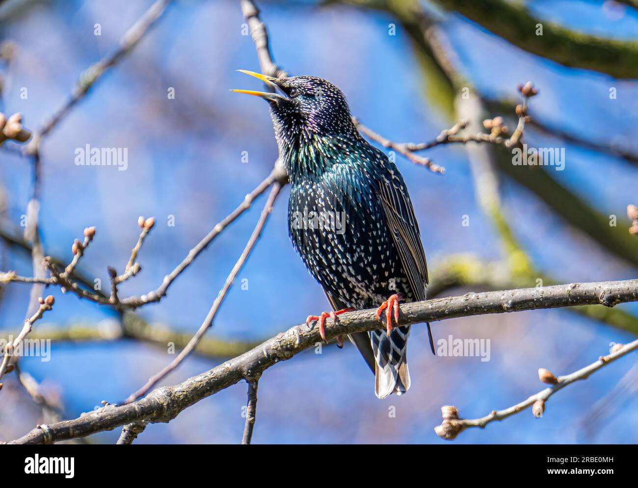 European starling birds hi-res stock photography and images - Alamy