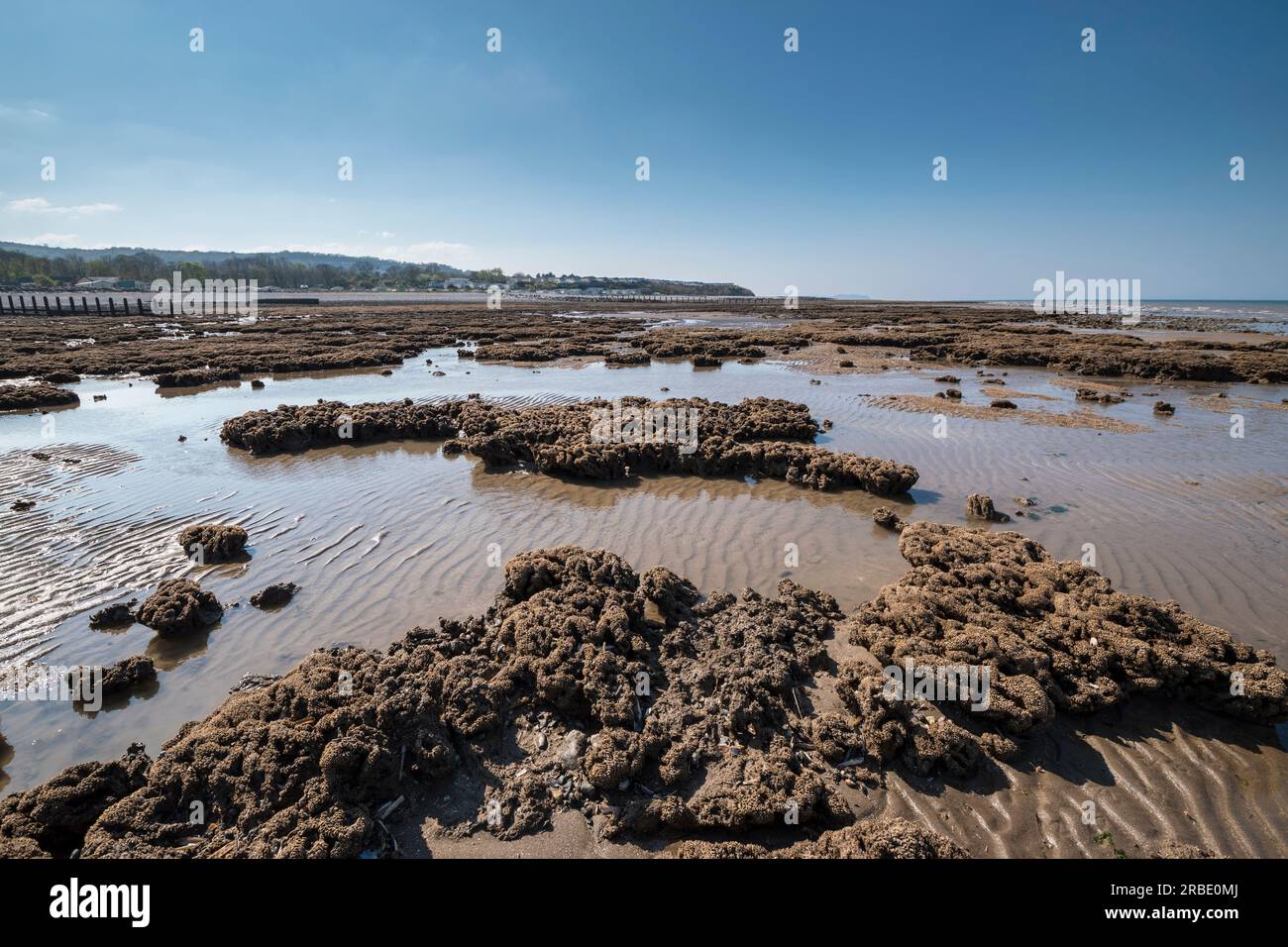 Honeycomb worm reef hi-res stock photography and images - Alamy
