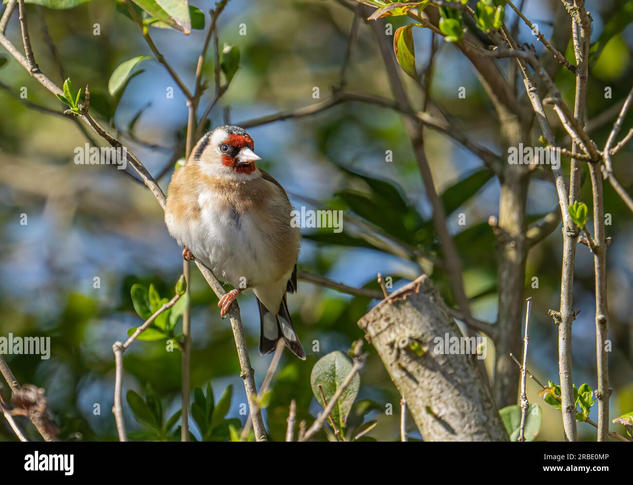 Goldfinch drawing hi-res stock photography and images - Alamy