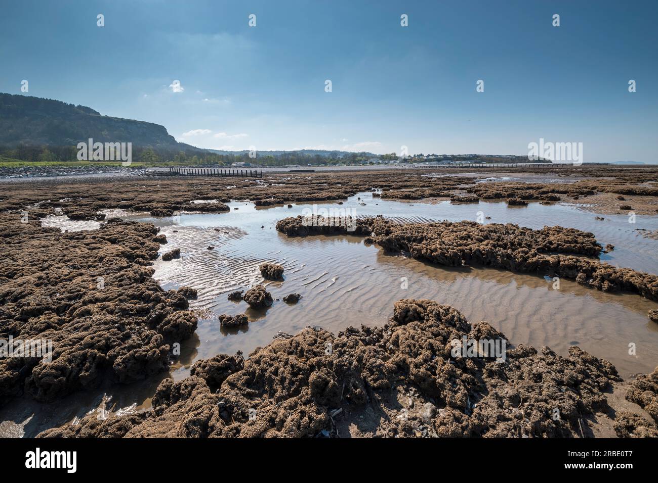 Honeycomb worm reef Sabellaria alveolata on the North Wales coast ...