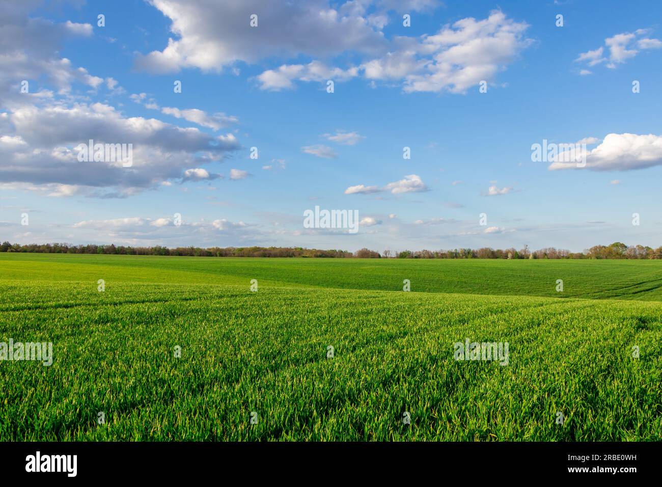 Verdant Wheat Fields in Bloom Stock Photo - Alamy
