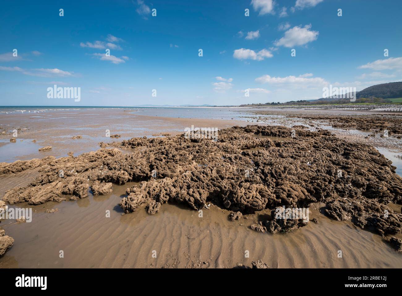 Honeycomb worm reef Sabellaria alveolata on the North Wales coast ...