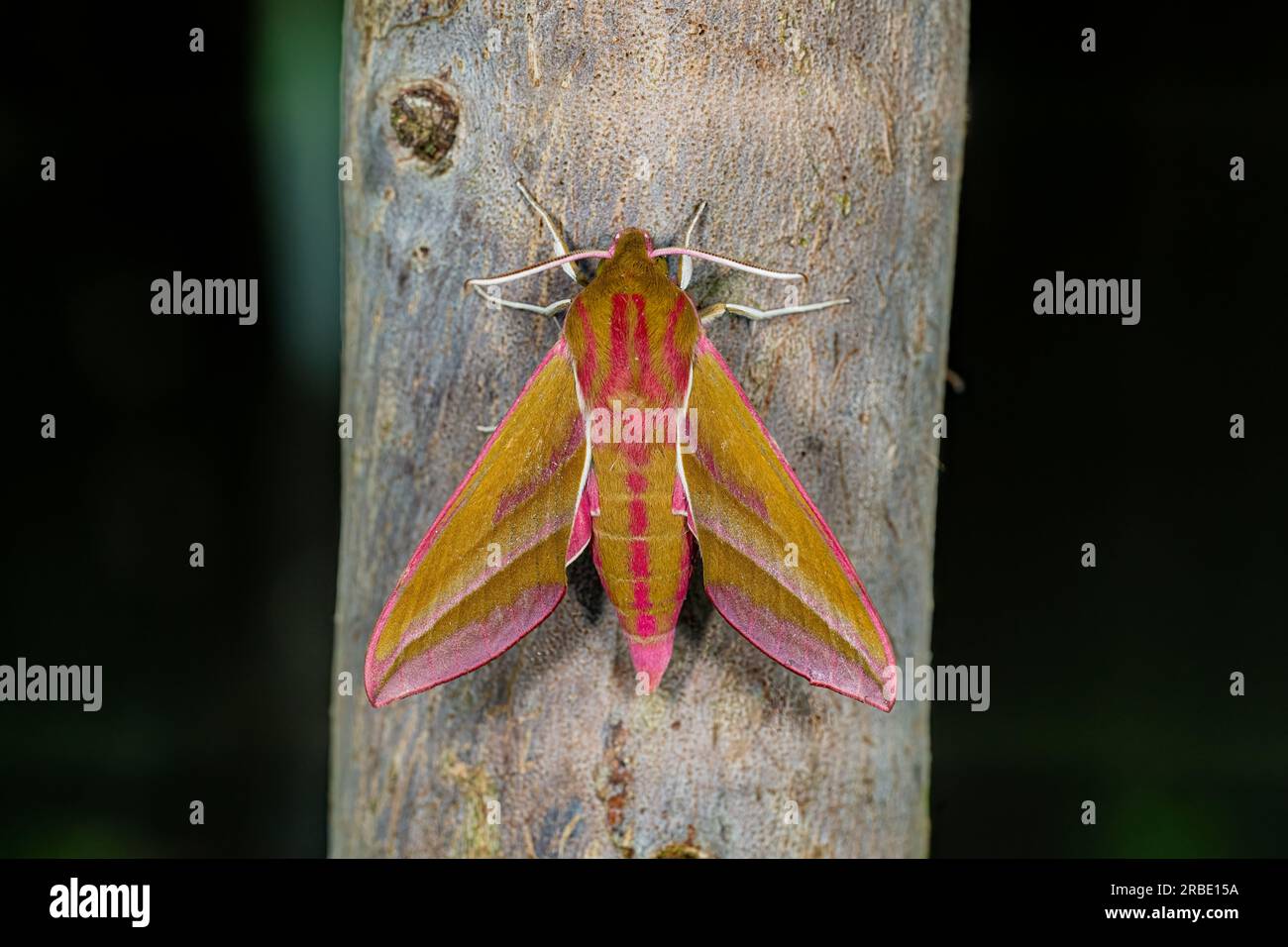 Elephant Hawk Moth
