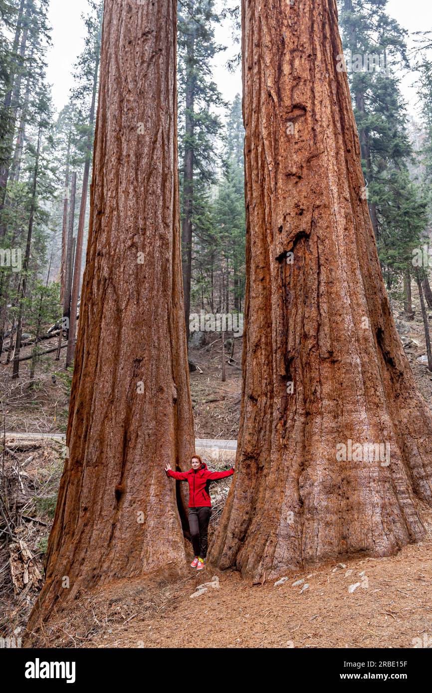 Sequoia national Park with old huge Sequoia trees like redwoods in ...