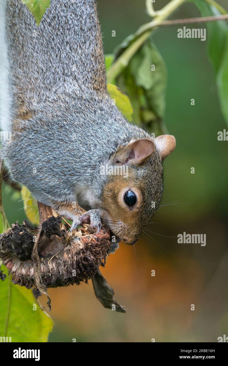 Grey Squirrel, UK Stock Photo - Alamy