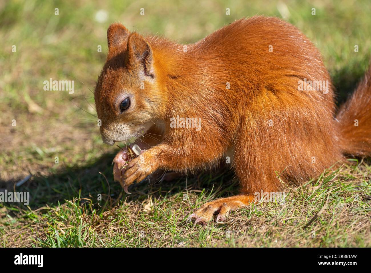 Beautiful eurasian red squirrel hi-res stock photography and images - Alamy
