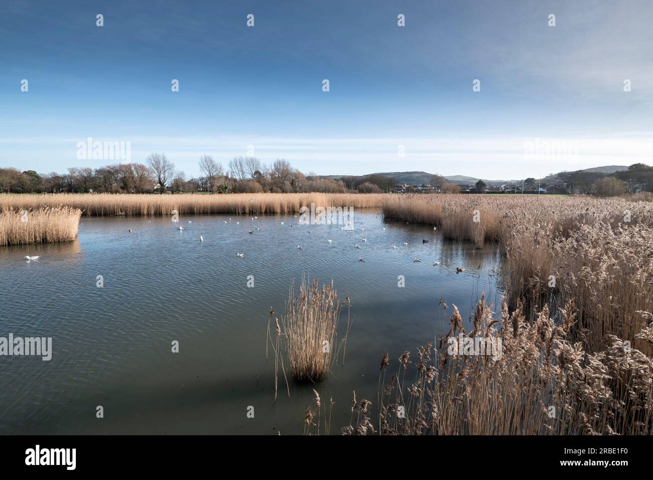 Wildlife pond hi-res stock photography and images - Alamy