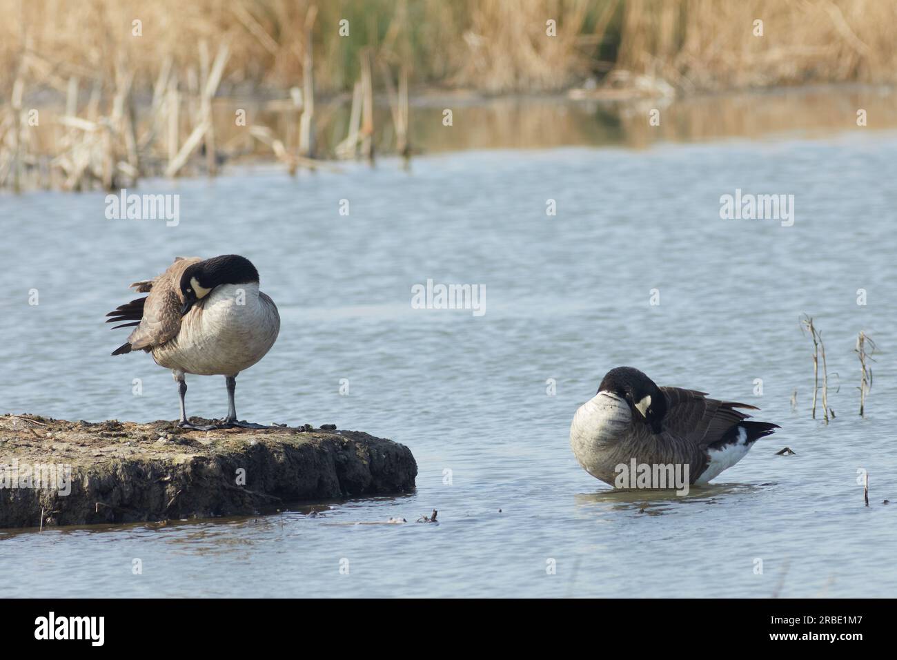 Canada Goose (Branta Canadensis) on the water at the RSPB reserve at ...