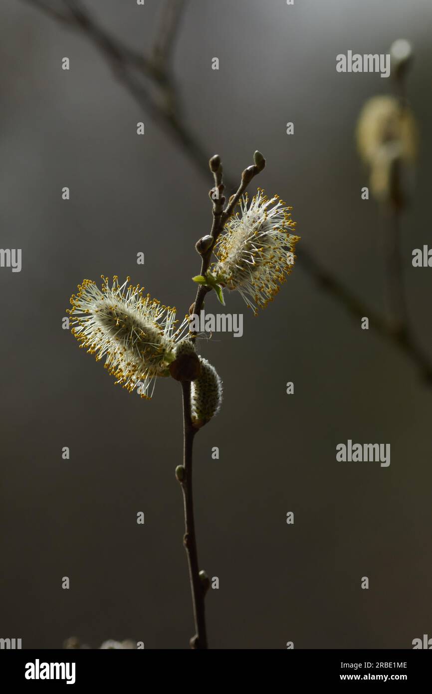 Photograph of Goat Willow Catkin buds set against a dark background ...