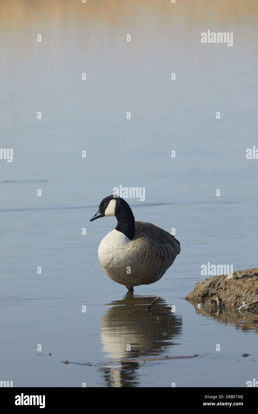 Canada Goose (Branta Canadensis) on the water at the RSPB reserve at ...