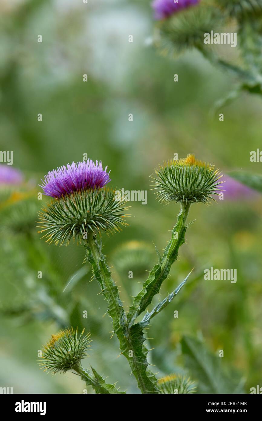 Scottish estuary hi-res stock photography and images - Alamy