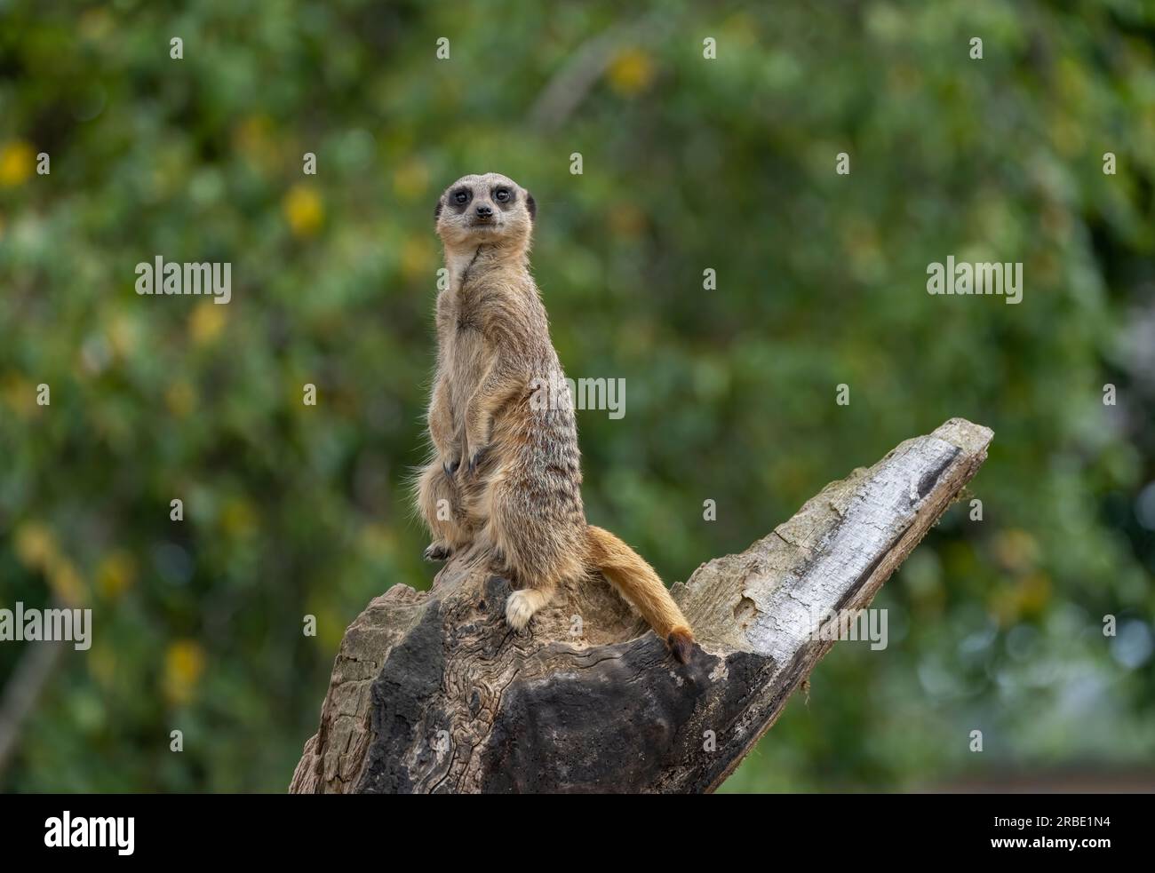 Closeup on meerkat zoo hi-res stock photography and images - Alamy