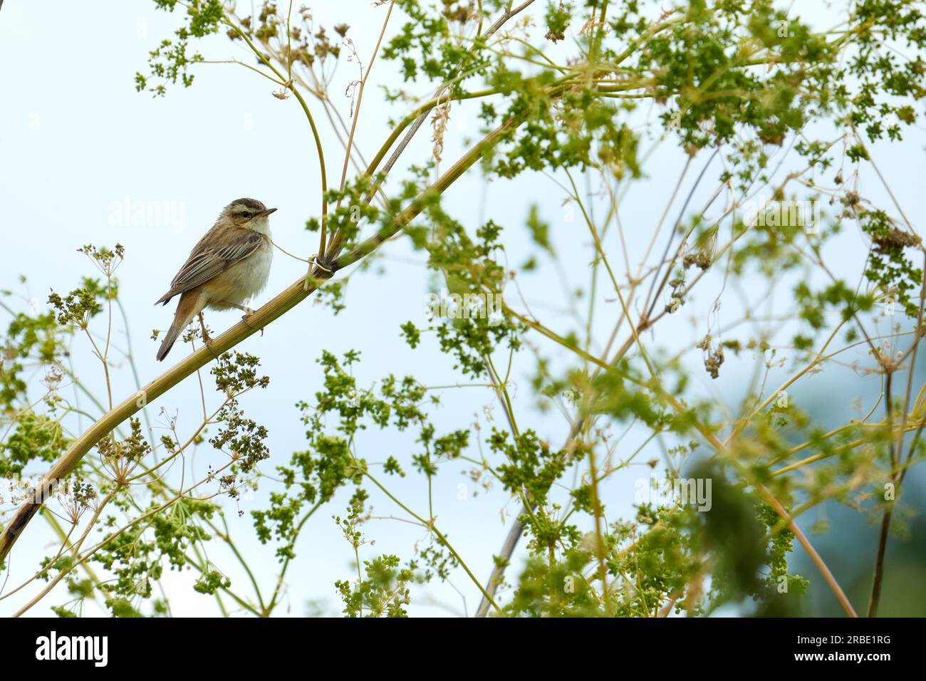 Thames heathland bird hi-res stock photography and images - Alamy