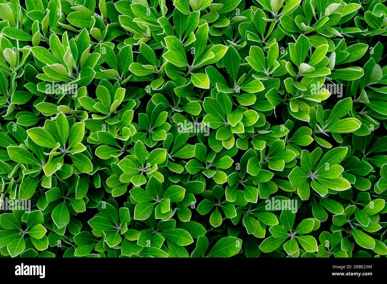 Dense green leaves in garden. Emerald green leaf texture. Nature ...
