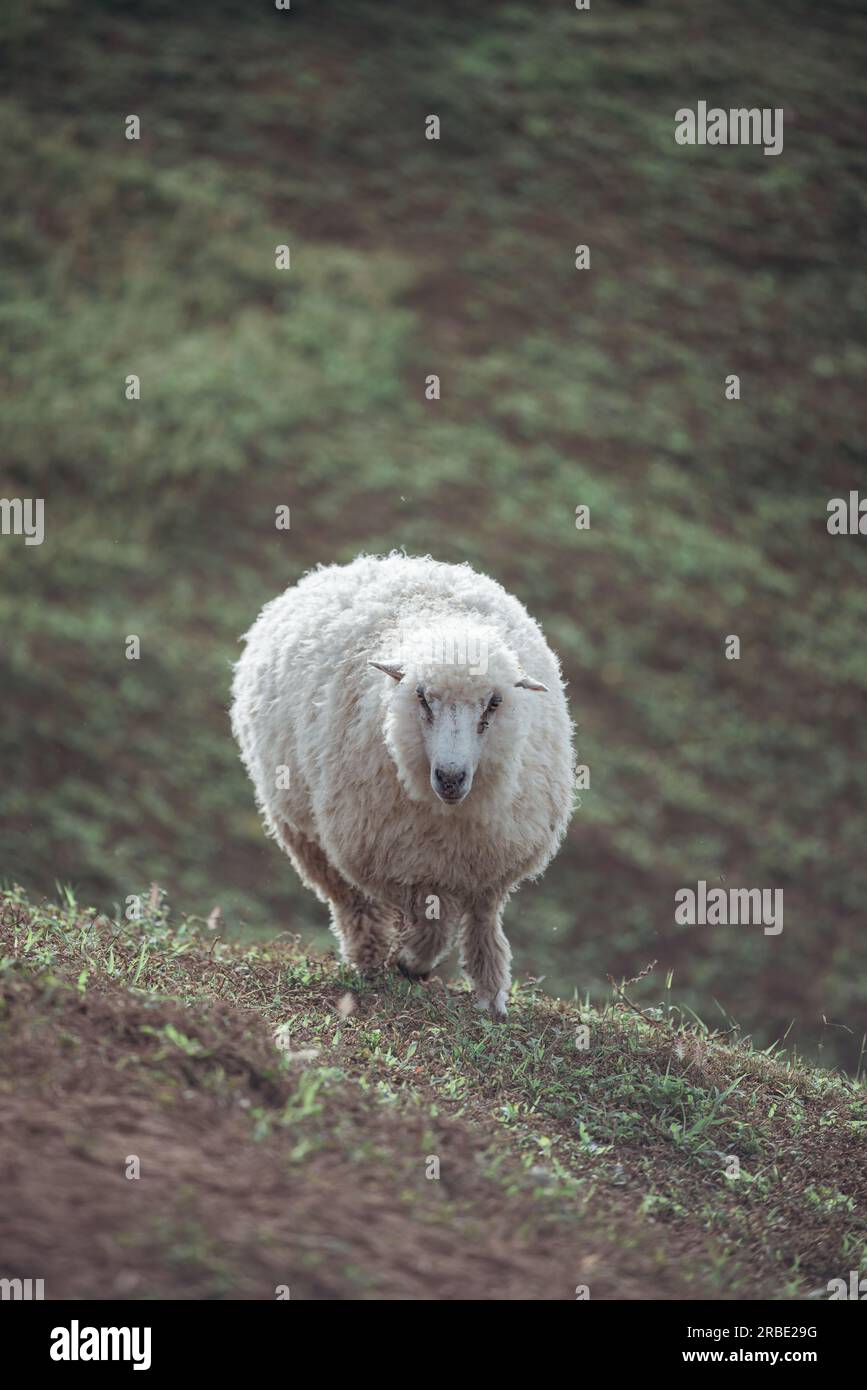 The beautiful scenery of a lone sheep walking and eating in the meadow Stock Photo - Alamy