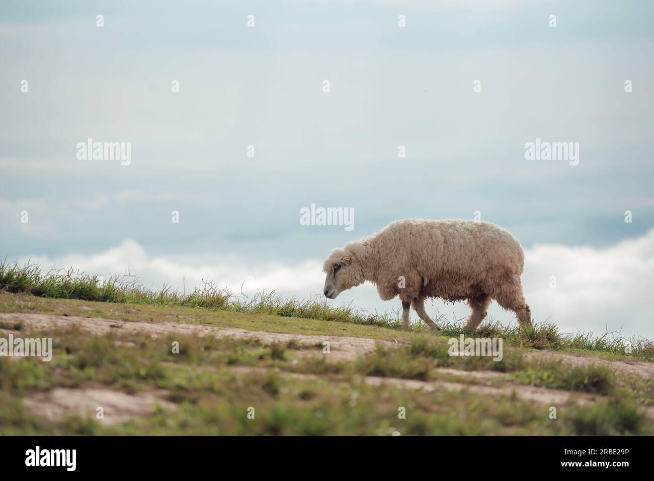 The beautiful scenery of a lone sheep walking and eating in the meadow ...