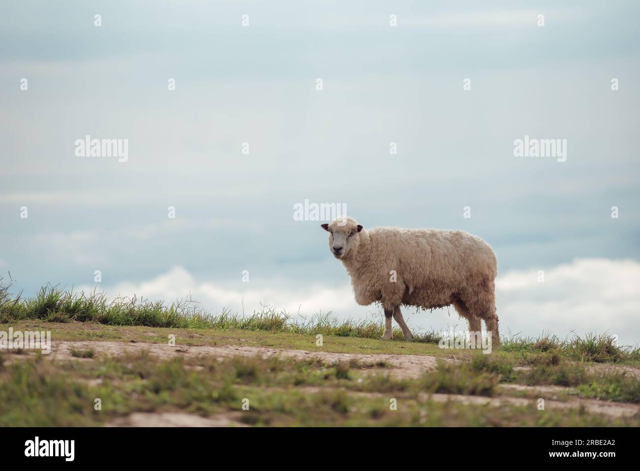 The beautiful scenery of a lone sheep walking and eating in the meadow Stock Photo - Alamy
