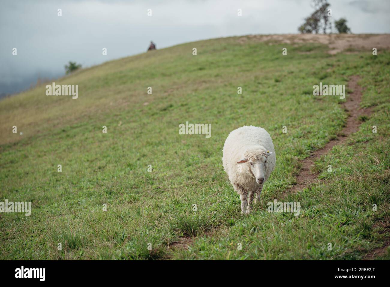 The beautiful scenery of a lone sheep walking and eating in the meadow Stock Photo - Alamy