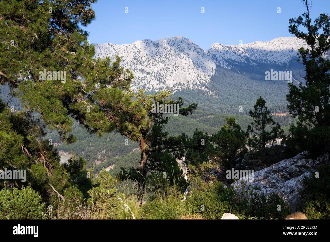 Rare and endangered Lebanese Cedar tree forest at the mountain. Antalya ...