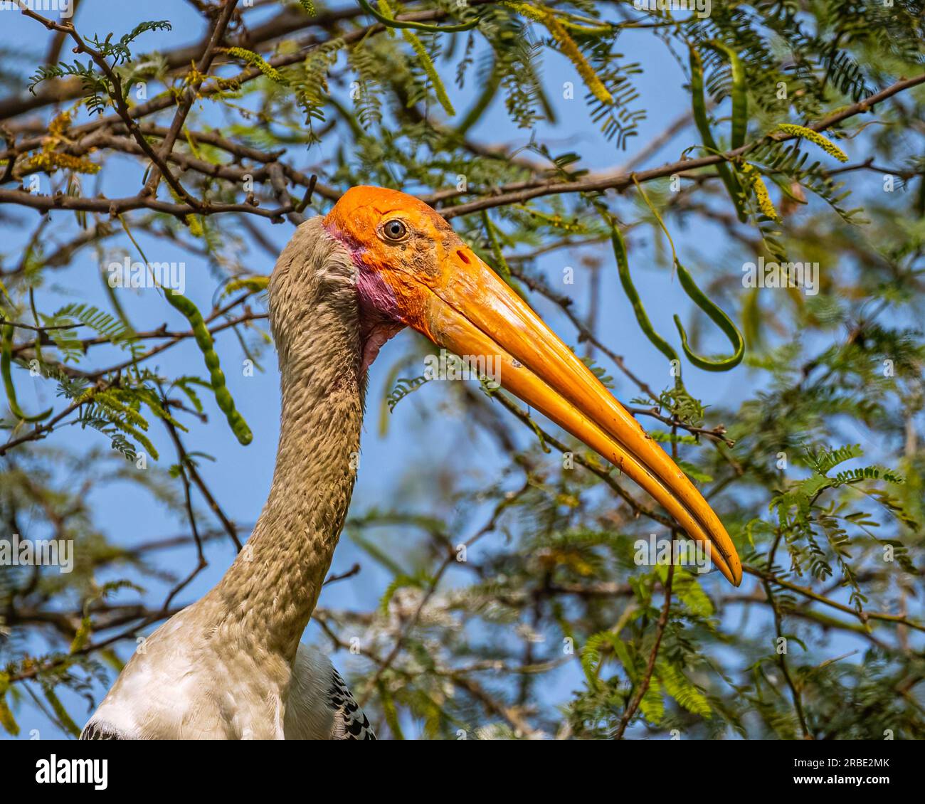 Painted stork close up hi-res stock photography and images - Alamy