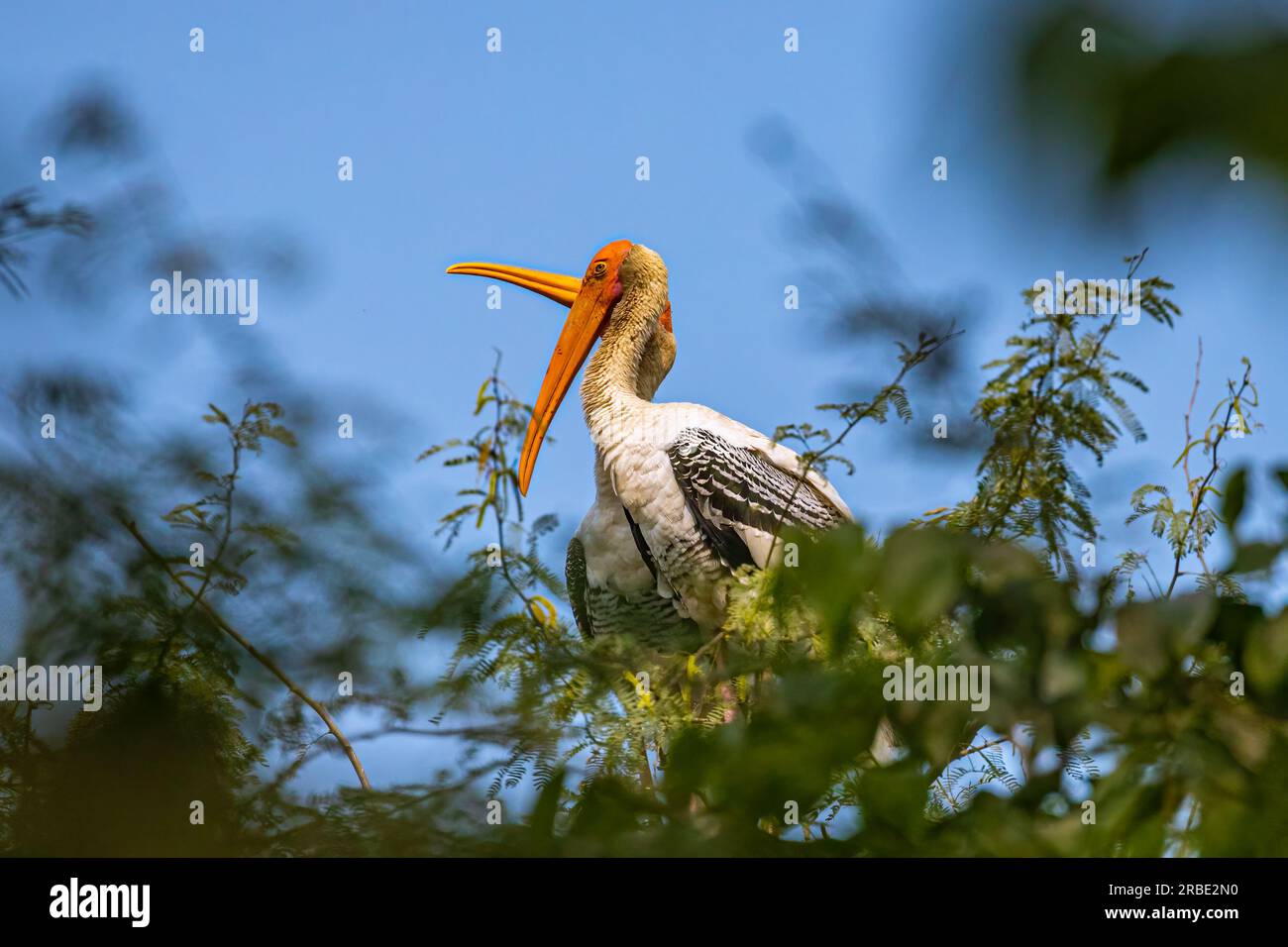 Group painted stork nest hi-res stock photography and images - Alamy
