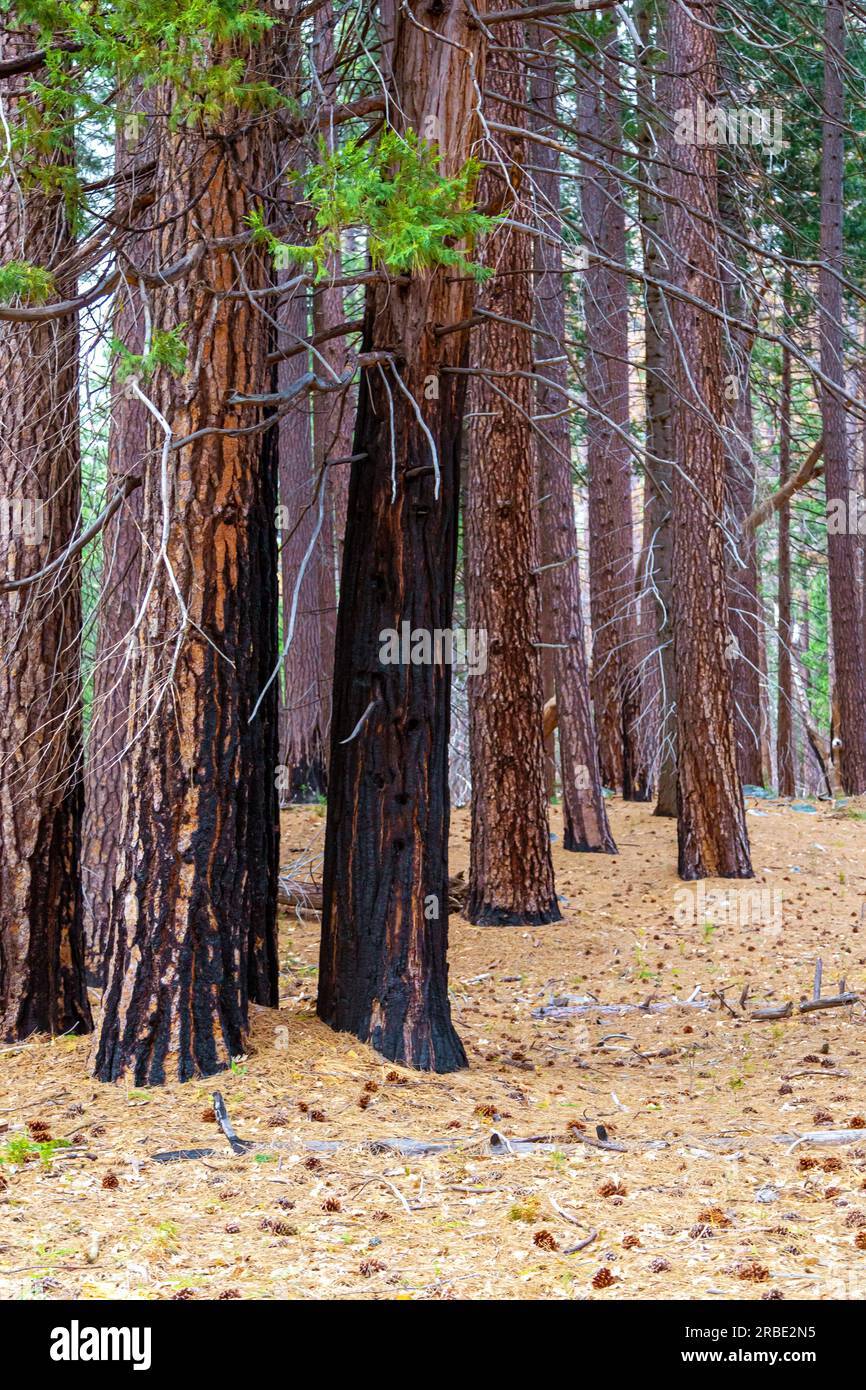 Burnt sequoia trees in Sequoia National park after a huge wildfire ...