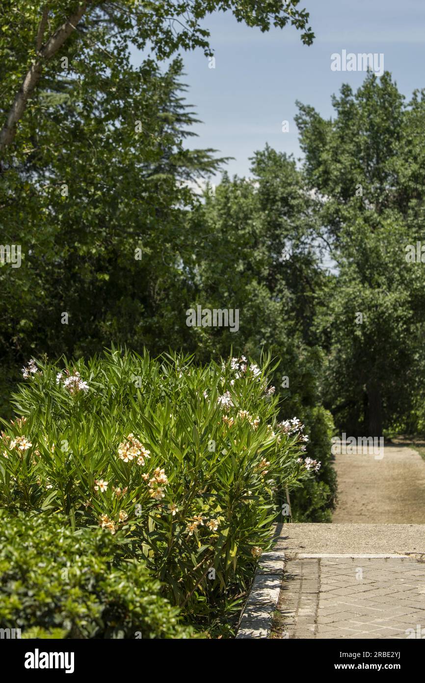 Footpath lined green plants hi-res stock photography and images - Alamy