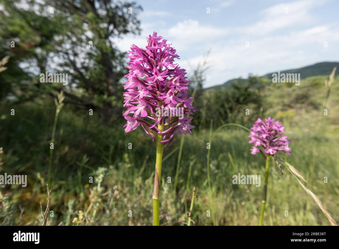 Pyramidal orchid (Anacamptis pyramidalis) in a Grassland Habitat Stock ...