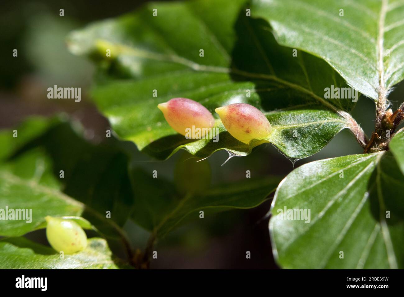 Midge (Mikiola fagi) Galls on Beech Tree Leaves Stock Photo - Alamy