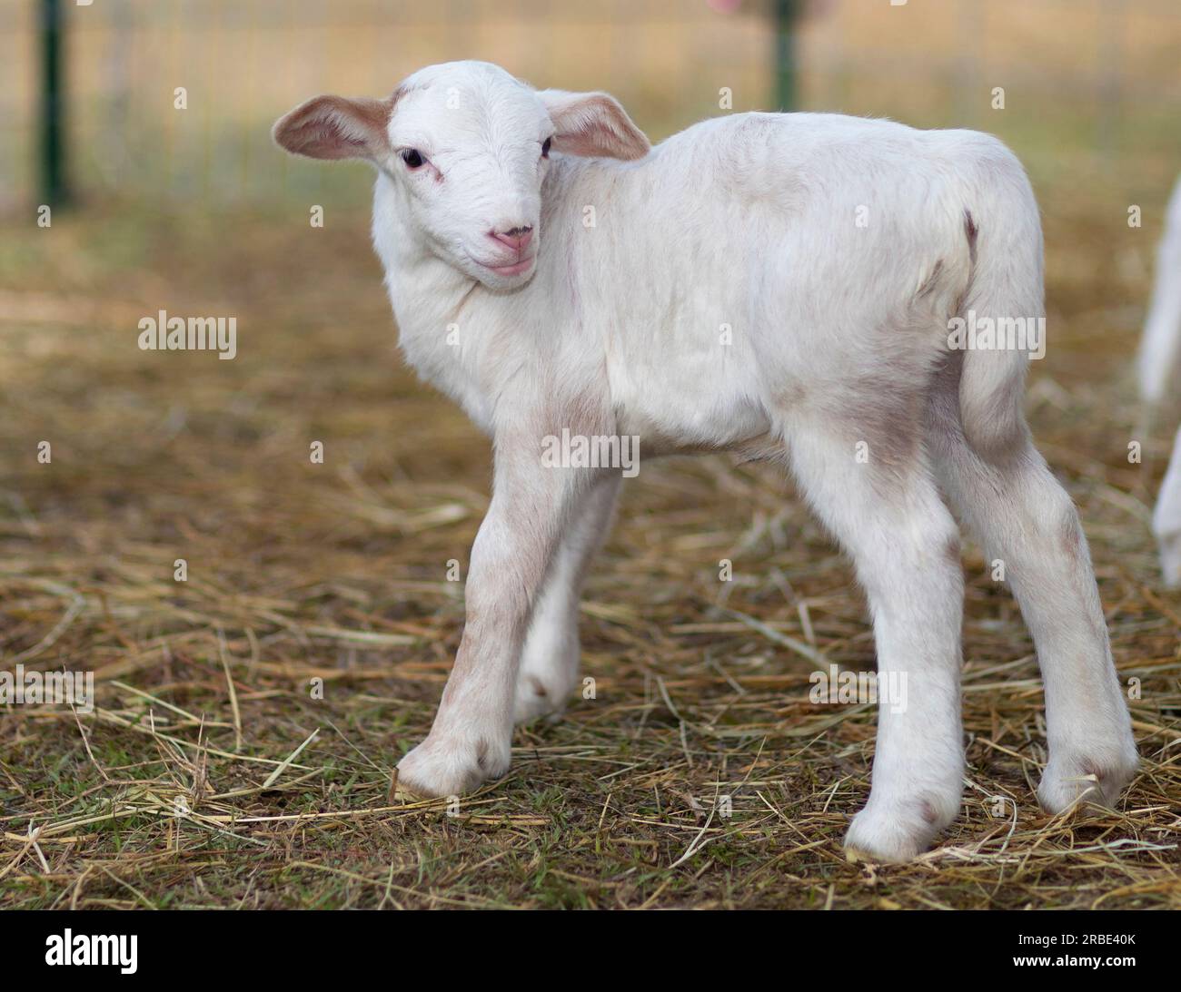 Katahdin sheep lamb already walking at a day old Stock Photo - Alamy