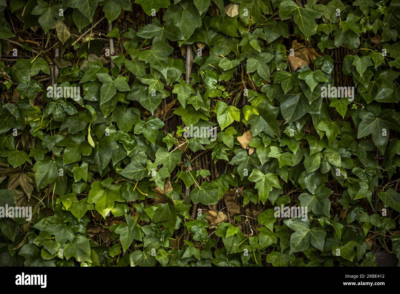 Covered in vines hi-res stock photography and images - Alamy