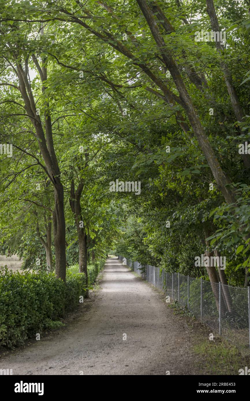 A dirt path in a park with a long row of leafy trees Stock Photo - Alamy