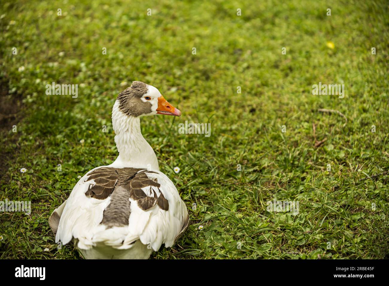 A goose resting on the grass of an urban park Stock Photo - Alamy