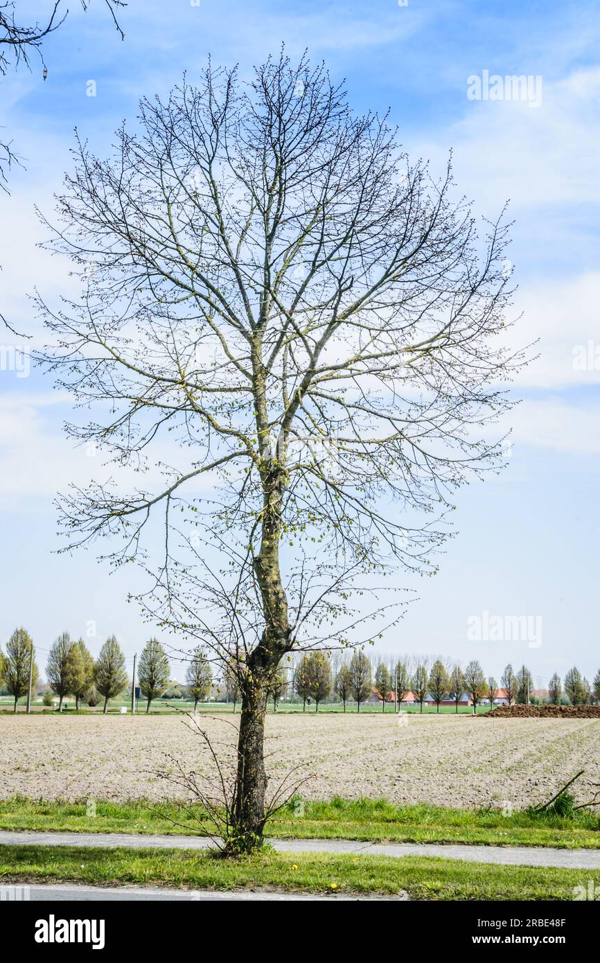 Palm leaves layer hi-res stock photography and images - Alamy